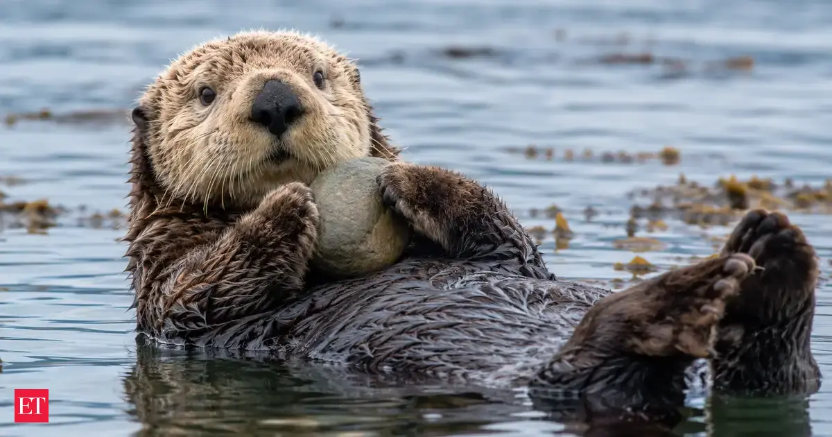 sea otters: Did you know sea otters have a personal favorite rock they ...