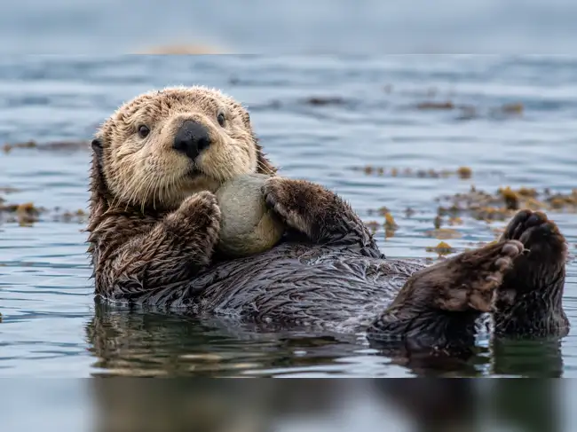 sea otters: Did you know sea otters have a personal favorite rock they ...