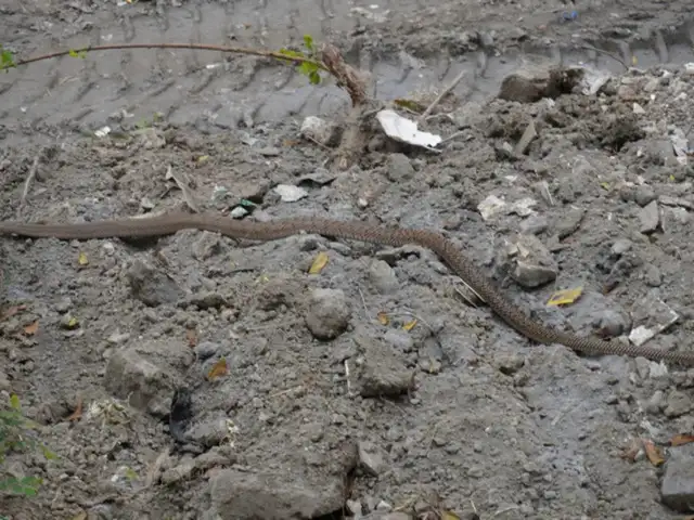 6 warning signs that may indicate a snake is hiding near your home ...