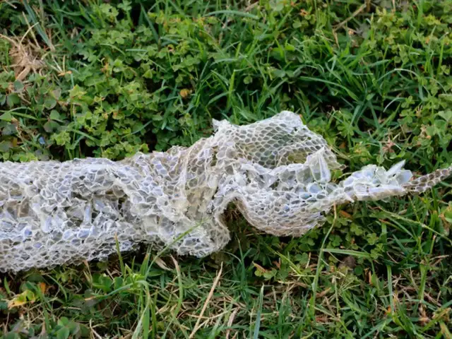 6 warning signs that may indicate a snake is hiding near your home ...