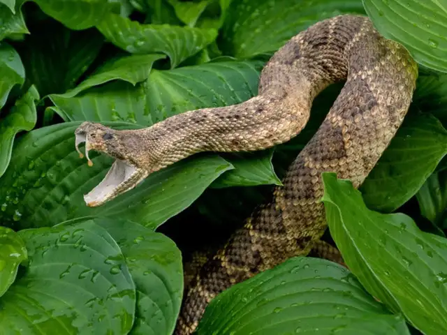 6 warning signs that may indicate a snake is hiding near your home ...