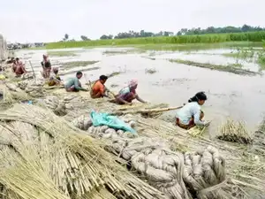 Jute industry seeks new Bengal govt's intervention to tide over raw ...