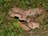 grow a garden dark spawner script: Latest News & Videos, Photos about ...