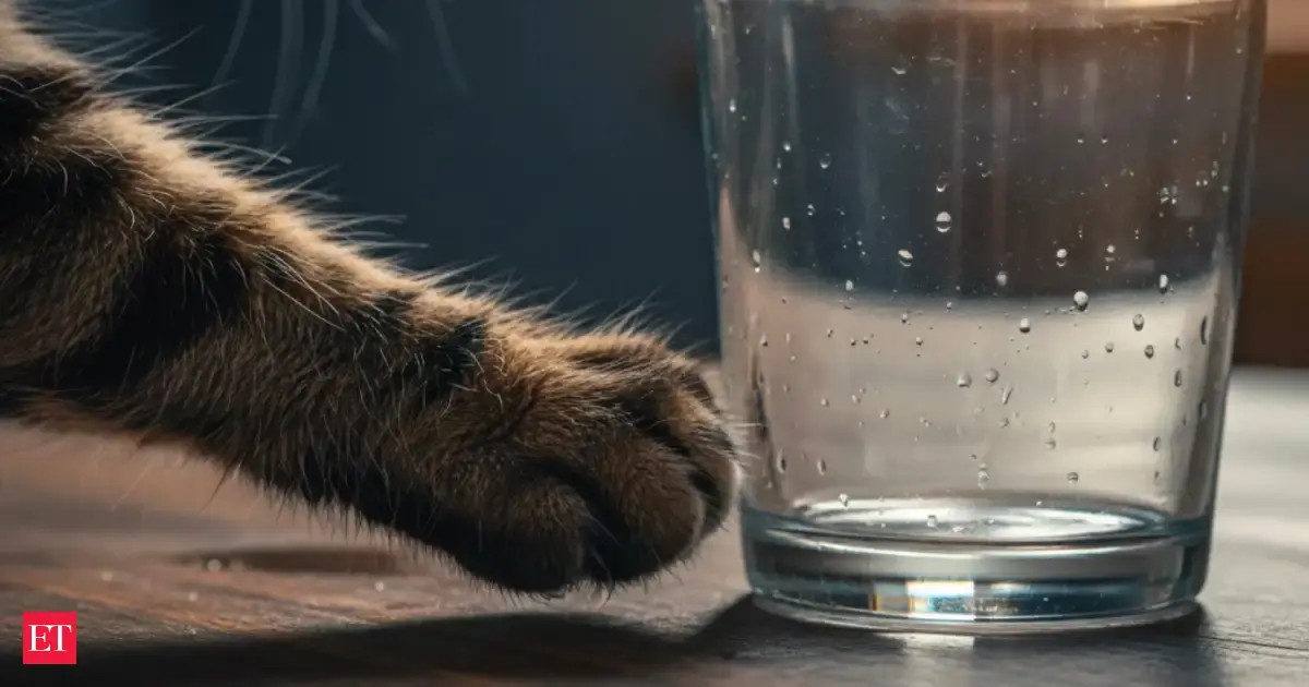 Why do cats push objects off edges on purpose?