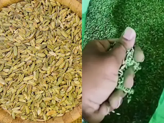 Gujarat saunf adulteration: 3,500 kg of fennel seeds dyed with unsafe ...