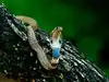 snakes on a plane trailer: Latest News & Videos, Photos about snakes on ...