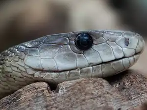 Why the Black Mamba’s speed became one of Africa’s most feared wildlife ...