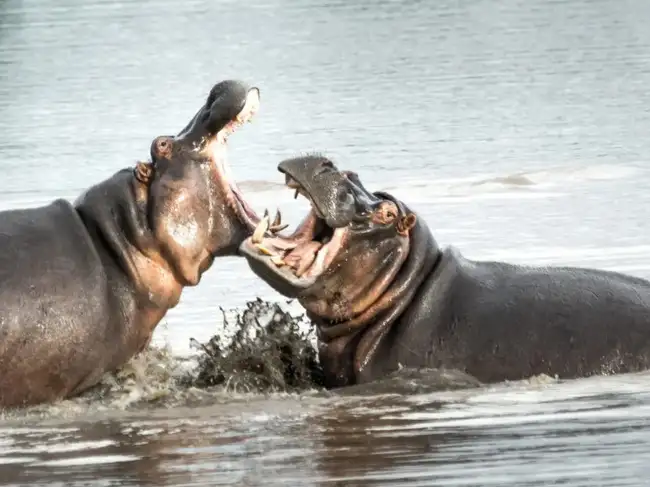 Retired South African couple found stabbed in Kruger National Park ...