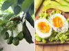 insects khane vale plant: Latest News & Videos, Photos about insects ...