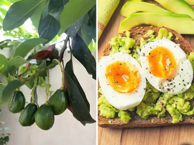 Not stocks. Doctor says his best investment is a avocado plant that he ...