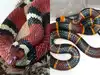 difference of rat and snake dig on soft soil News and Updates from The ...