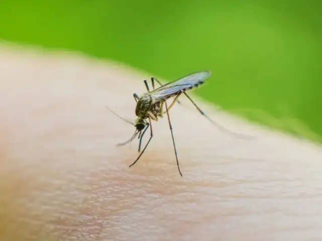 5 easy ways to keep mosquitoes away without a mosquito net - Stop water ...