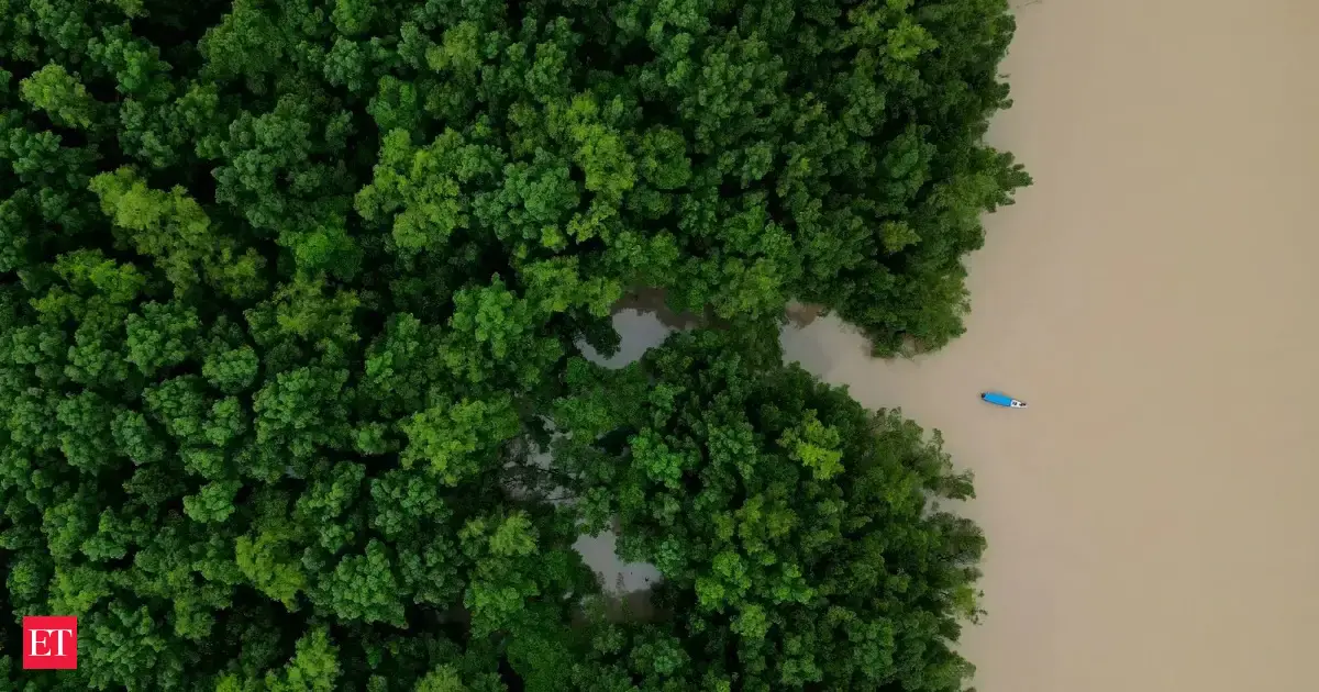 Brazilian government commits $617.5M to Amazon ecological investment ...