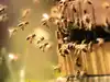 gees bees cragg vale: Latest News & Videos, Photos about gees bees ...
