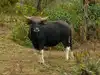 dinx dhunki ranchi municipal: Latest News & Videos, Photos about dinx ...