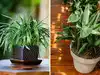 thrives plants: Latest News & Videos, Photos about thrives plants | The ...