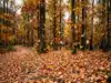 tree growing interpreation in life News and Updates from The Economic ...