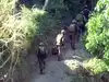 kashmiri terrorist burhan wani: Latest News & Videos, Photos about ...