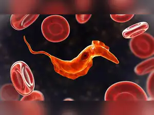 evolutionary history of blood cells: How your blood formed? Scientists ...