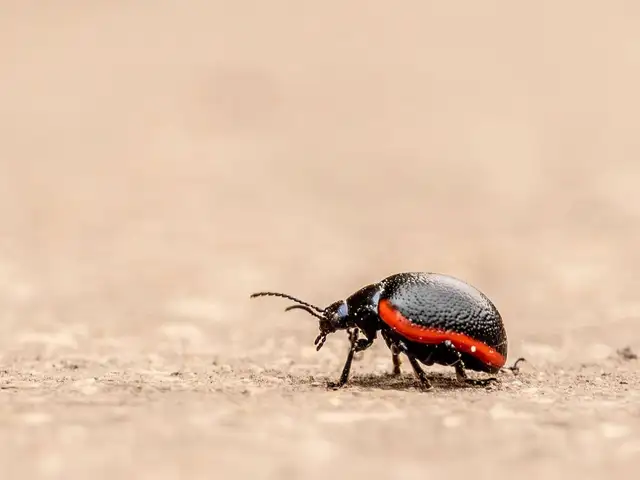 How to remove pests from your house without chemical sprays - 5 tips to ...