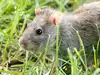 odbrambeni rat u hrvatskoj oluka: Latest News & Videos, Photos about ...