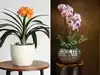 thrives plants: Latest News & Videos, Photos about thrives plants | The ...