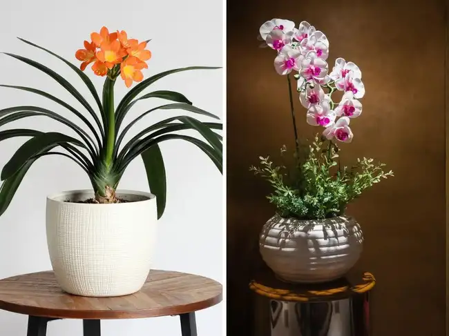 7 exotic indoor flowering plants that instantly add a touch of luxury ...