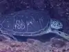 endangered species protection india: Latest News & Videos, Photos about ...