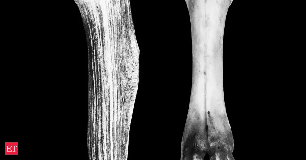 Carved animal bones in Olduvai Gorge changed what scientists thought ...