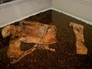In 1984, an innocent peat cutting at Lindow Moss led to Lindow Man’s ...