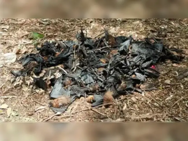 Chhattisgarh mysterious bat deaths spark concern in Balod; samples sent ...