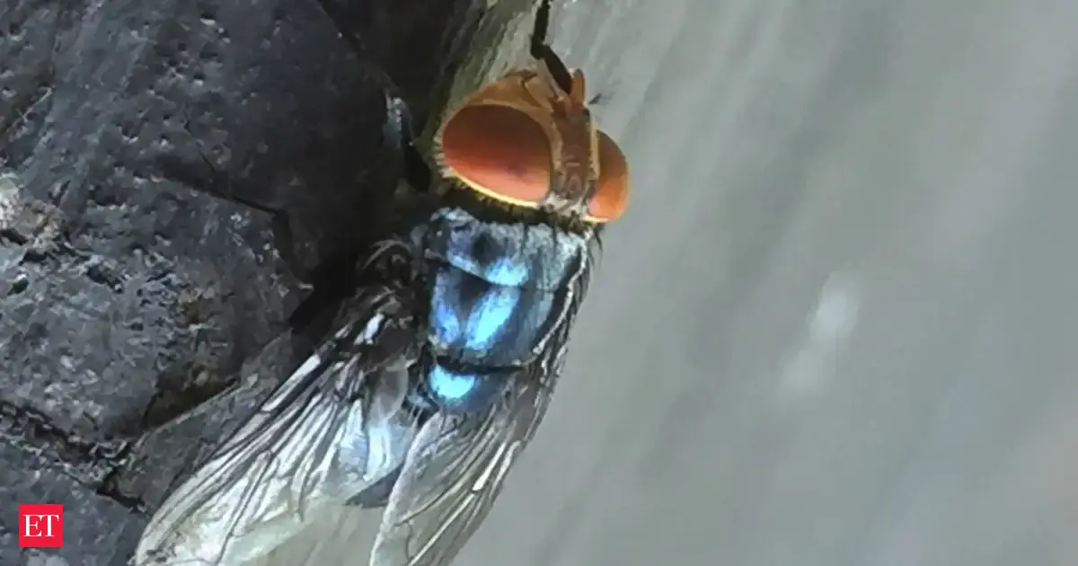 screwworm prevention: Flesh-eating parasitic fly screwworm that could ...