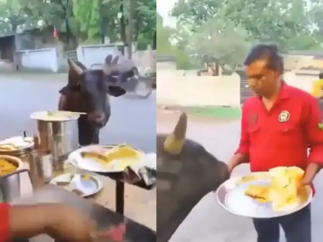 Karz actor Simi Garewal shares heartwarming video of Telangana bull's ...