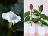 plants to remove from bedroom: Latest News & Videos, Photos about ...