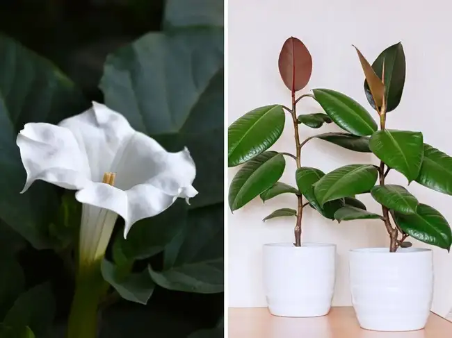 Sleeping poorly? 5 plants you should remove from your bedroom right now ...