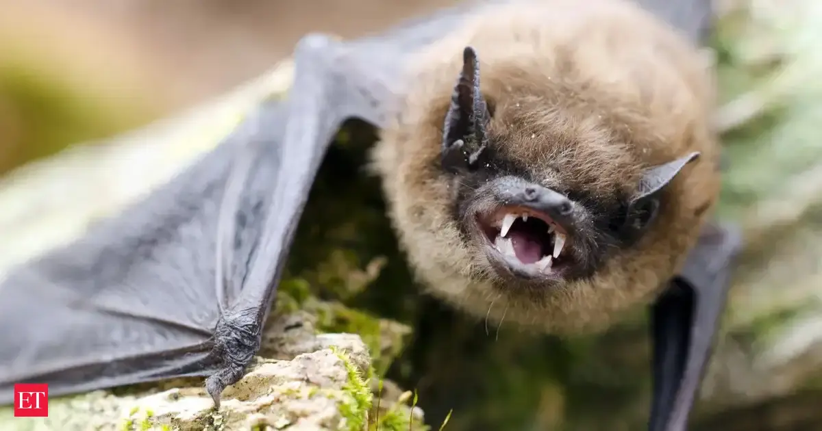 California on high alert after bat tests positive for rabies; officials ...