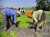 agriculture department of india News and Updates from The Economic ...