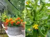 plant flower nursery garden centre kerala royal green kollam polikode ...