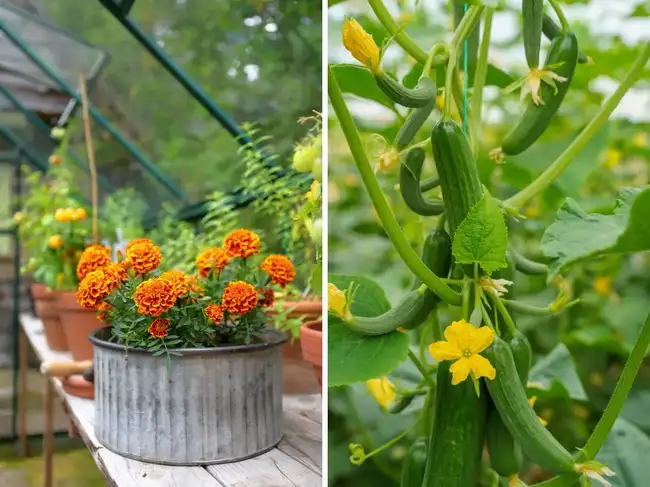 From marigold to cucumber: 7 plants you should grow in your garden this ...