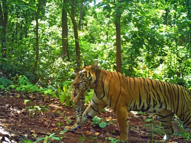 3 states, 300 kms: Tigress Zeenat gives birth to 4 cubs after making an ...