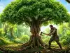 tree without roots proverb meaning: Latest News & Videos, Photos about ...