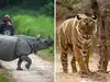 crimson desert wild pig location: Latest News & Videos, Photos about ...
