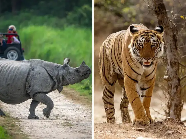 Before you plan a wildlife nature vacation, check the list of 6 ...