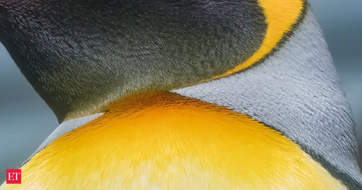 Penguin feathers inspired a "living skin" material that could slash ...