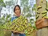 organic farming: Latest News & Videos, Photos about organic farming ...
