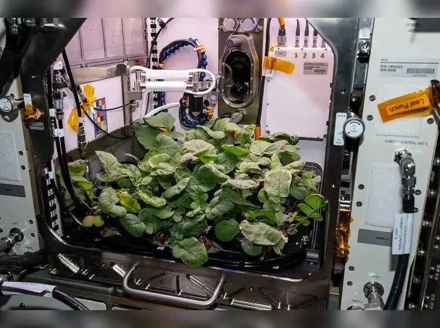 Investors Cheer New Growth Avenue - Strawberries in Orbit: Redwire's ...