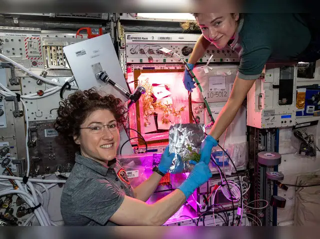 Strawberries in Orbit: Redwire's space farming bet sparks 18% stock ...