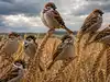 damaged crops: Latest News & Videos, Photos about damaged crops | The ...