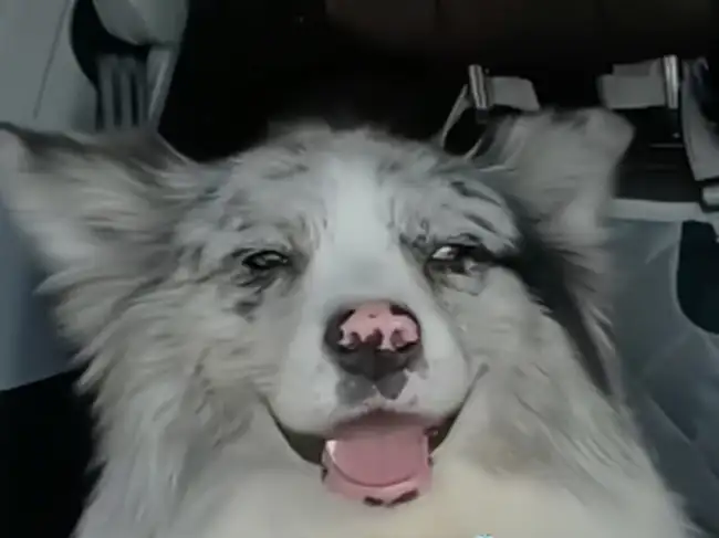 Chinese celebrity dog 'Chutou' with over a million followers kidnapped ...