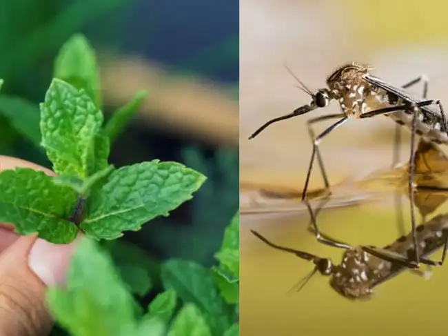 Fed up of mosquitoes? 6 indoor plants that can reduce mosquitos in your ...
